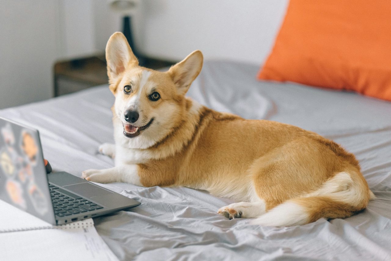 7 Dog Gadgets to Simplify Your Life - Dogoland