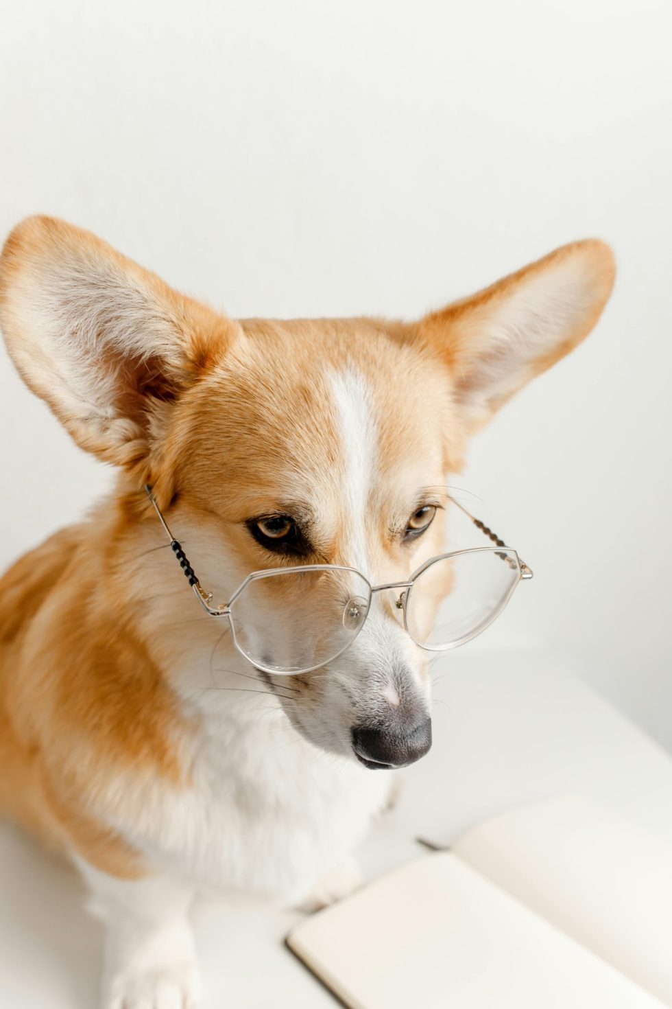 Sounds Only Dogs Can Hear