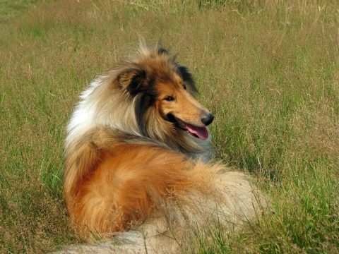 4 Types of Collie Dog Breeds - Dogoland (Updated January 2025)
