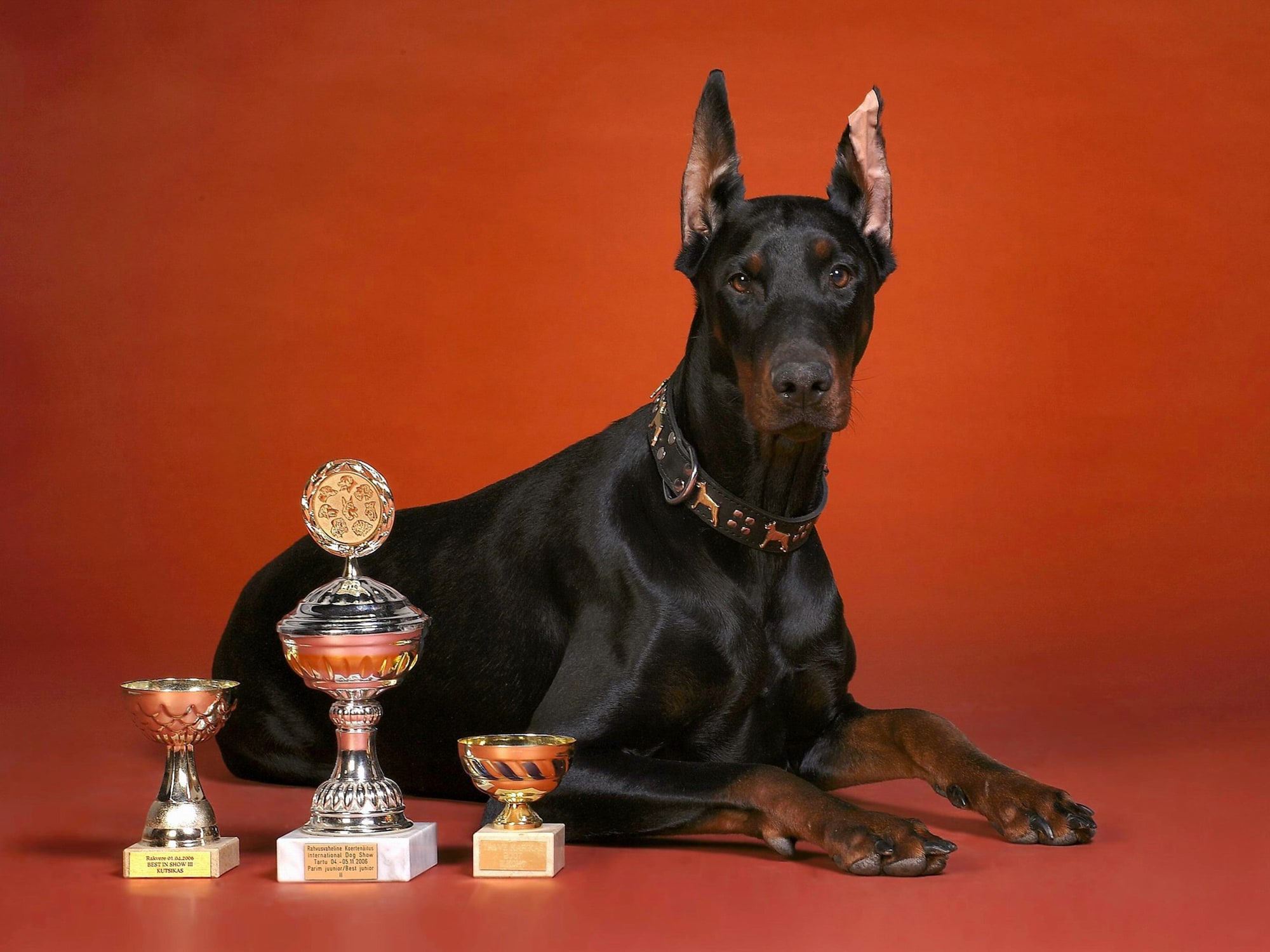7 of the most popular dog shows in Europe in December 2024