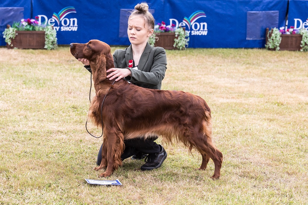 12 of the Most Significant Dog Shows in the first quarter of 2025