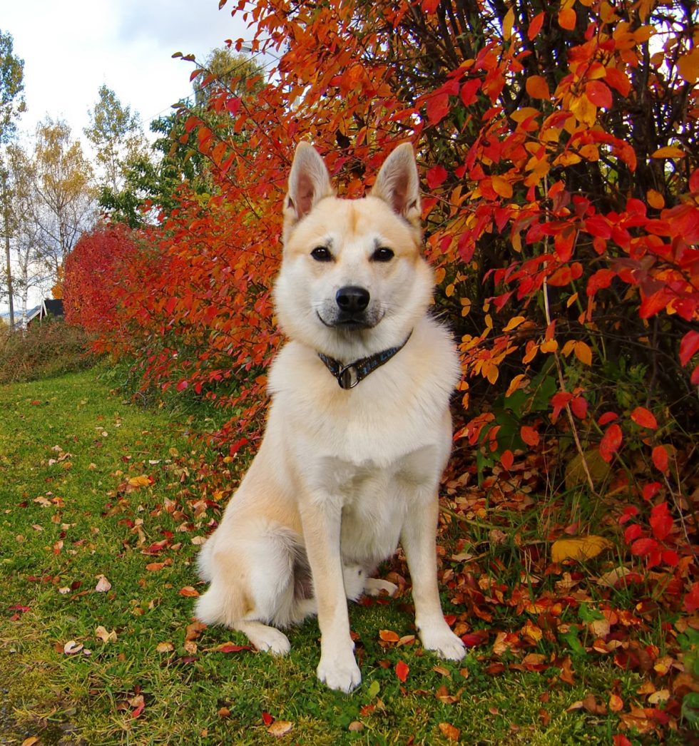 The Norwegian Buhund - A Smart and Energetic Family Dog