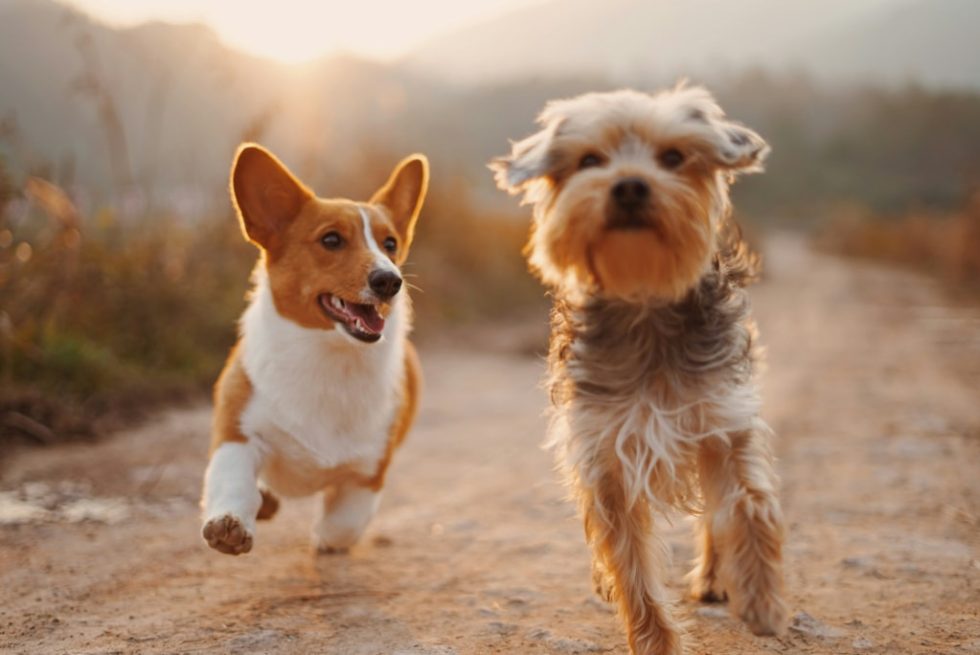 Dog Dancing Competitions - Rules, Training & Tips for Success