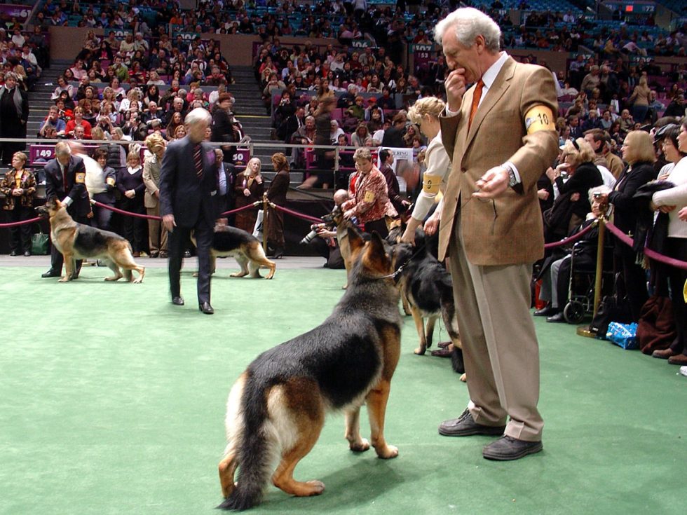 Learn Everything About Dog Shows - Dogoland