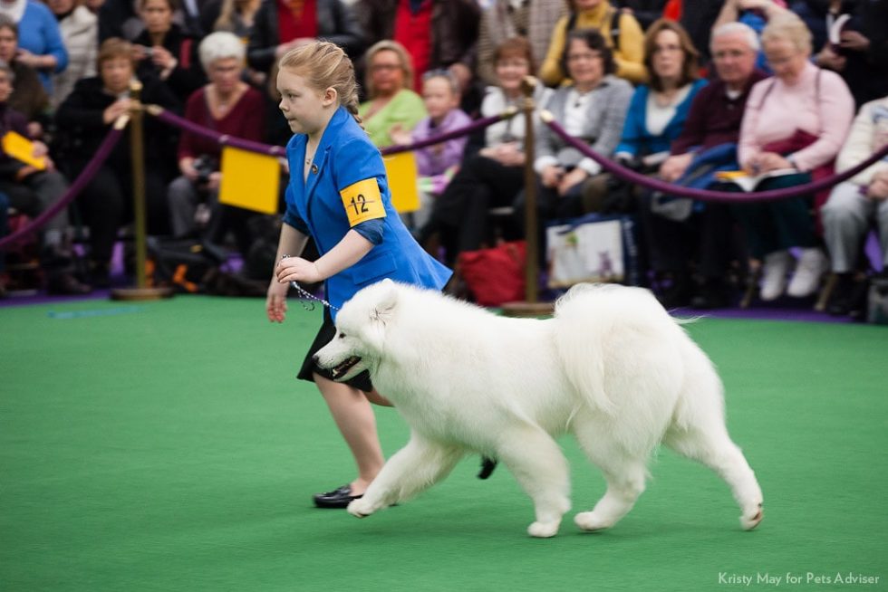 Learn Everything About Dog Shows - Dogoland