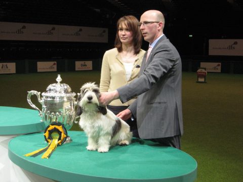 Learn Everything About Dog Shows - Dogoland