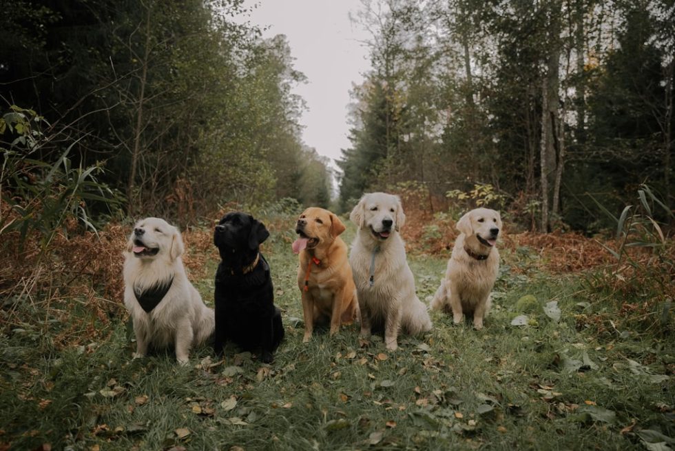 Why Golden Retrievers Make the Best Family Dogs?
