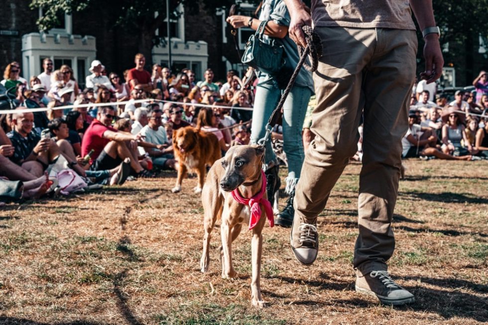 Learn Everything About Dog Shows - Dogoland