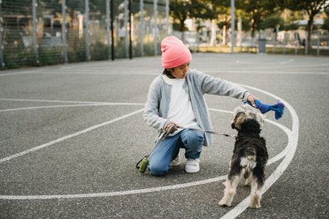 Learn Everything About Dog Shows - Dogoland
