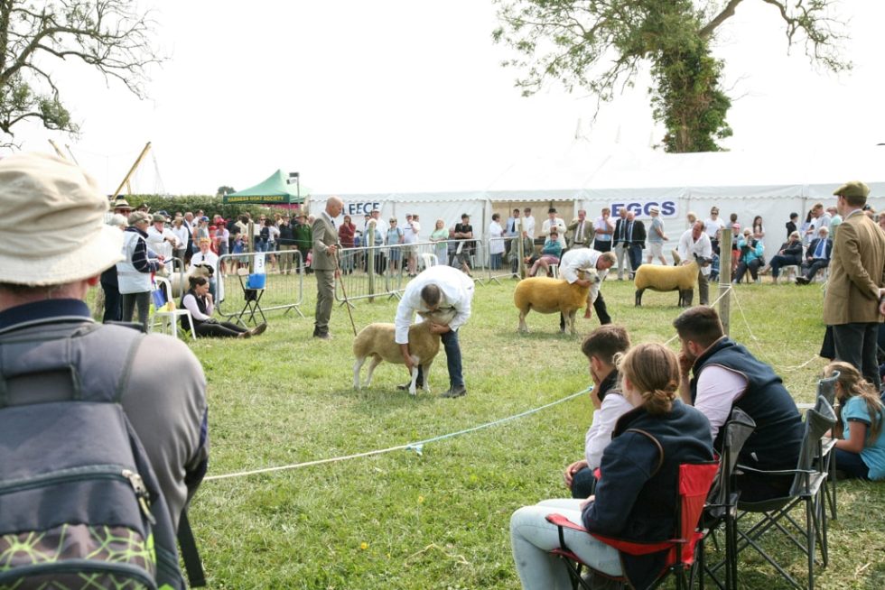 Learn Everything About Dog Shows - Dogoland