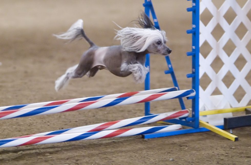 Learn Everything About Dog Shows - Dogoland