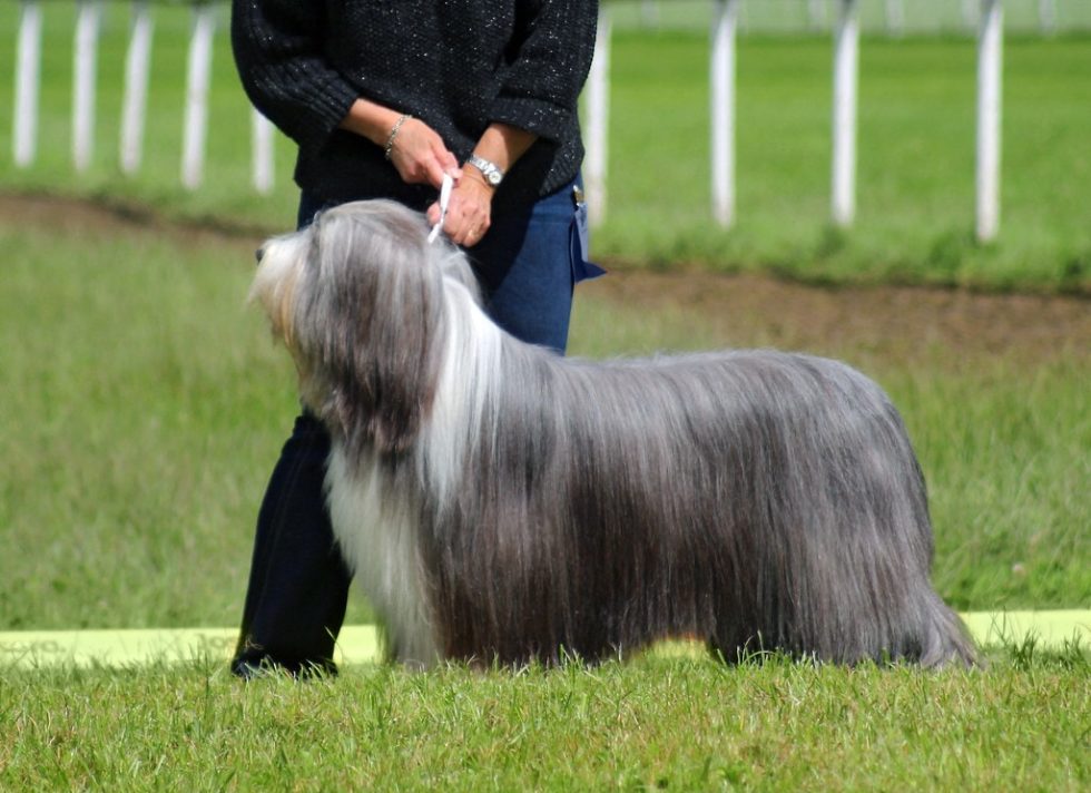 7 Steps to Prepare and Register Your Dog for a Dog Show
