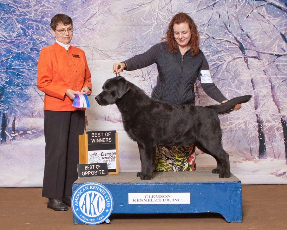 Learn Everything About Dog Shows - Dogoland