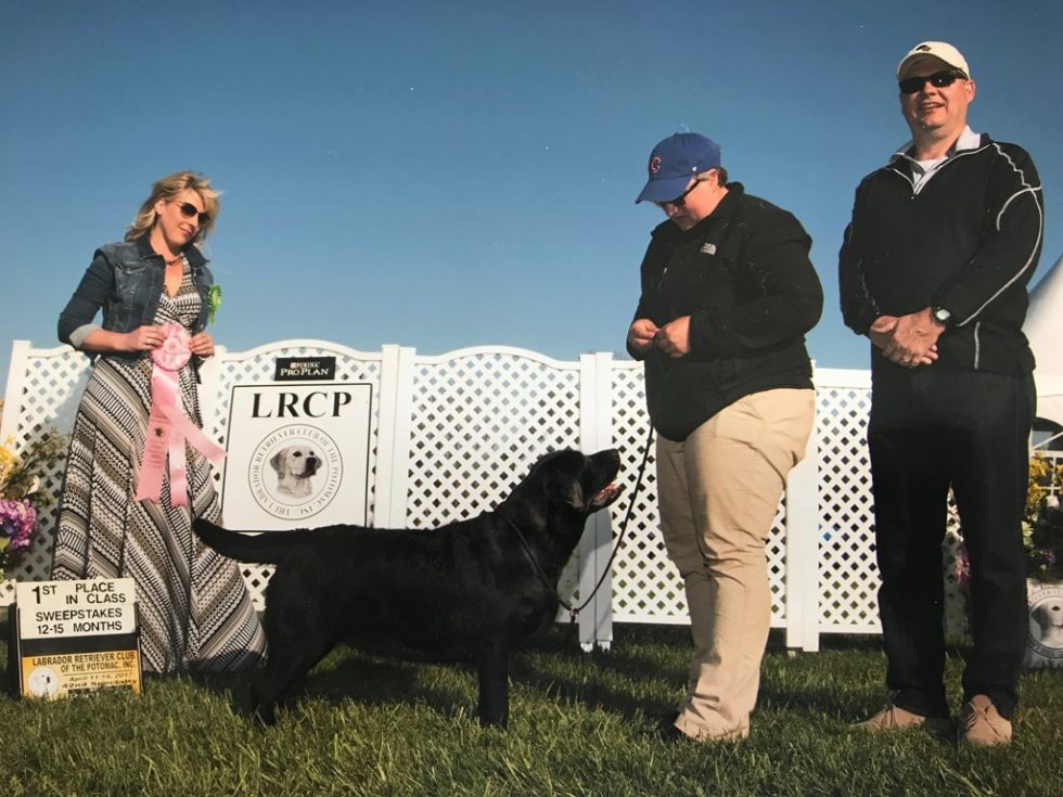 Learn Everything About Dog Shows - Dogoland